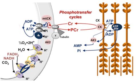 Systèmes De Transfert Dénergie Ak Adénylate Kinase Ck Créatine