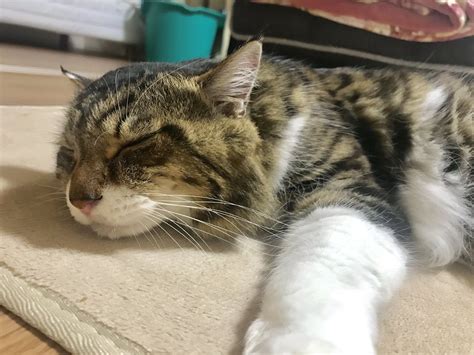 丸山カネキリカ ／ヤマダ🐈 On Twitter 盛れました