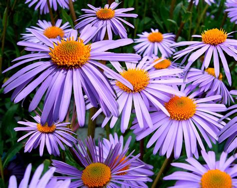 400 000 Free Aster Flower Aster Images Pixabay
