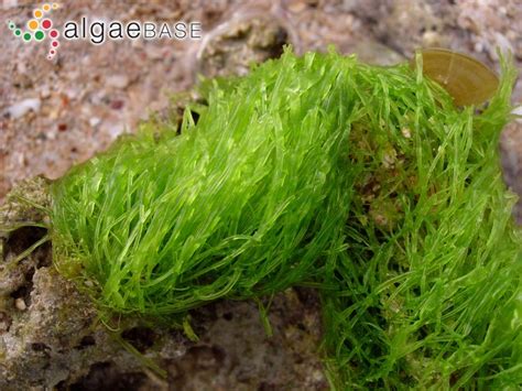 Ulva Flexuosa Alchetron The Free Social Encyclopedia