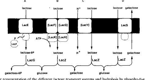Figure 1 From Genetics Of Lactose Utilization In Lactic Acid Bacteria
