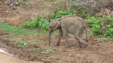 උඩවලව අලින්ට මන්ද පෝෂනය ව්‍යපෘතියේ පර්යේෂණ කළමනාකරු ඕක ගනන් ගන්න