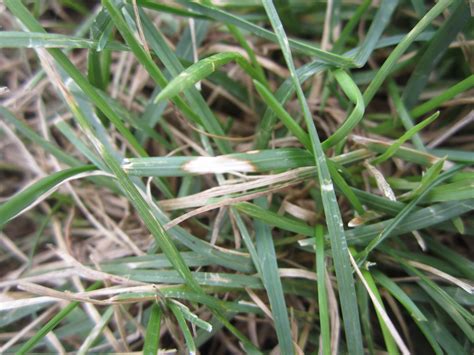 Clay Soil K State Turf And Landscape Blog