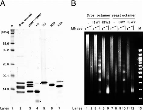 Reconstitution Of Recombinant Yeast Histone Octamer A Purified Download Scientific Diagram