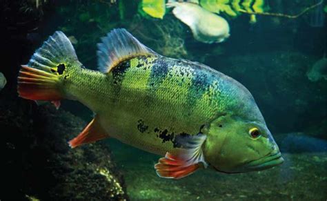Ikan Predator Untuk Pemula Homecare24