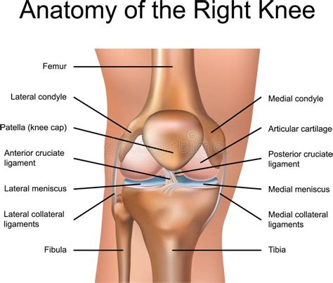 Atletische Mannelijke Menselijke Anatomie En Spieren Stock Illustratie