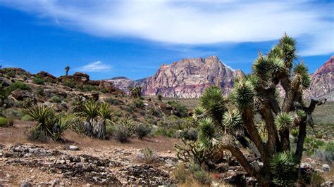 10 Best Things To Do And See At Red Rock Canyon In Las Vegas Three