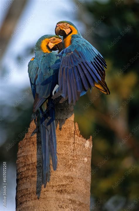 Ara Bleu Nid Ara Ararauna Blue And Yellow Macaw Amazonie Tambopata