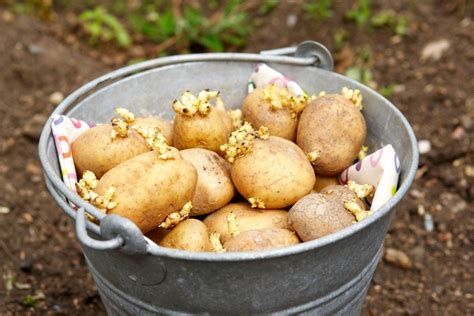 Правильная обработка картофеля перед посадкой Growing Potatoes Grow