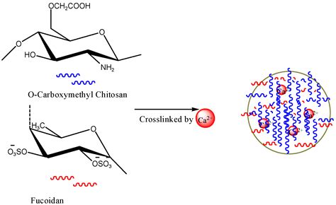 Polymers Free Full Text Seaweed Polysaccharide Based Nanoparticles