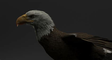 D Model American Eagle TurboSquid