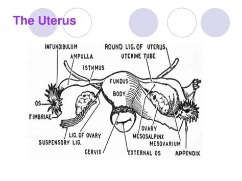 Anatomy Of Female Genital Organs Obstetrics Science Deals With Females