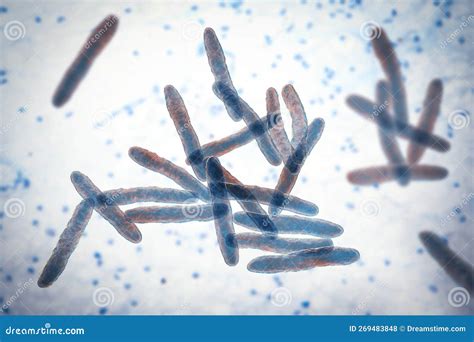 Mycobacterium Ulcerans The Causative Agent Of Buruli Ulcer 3d