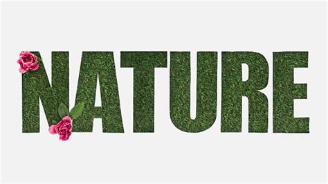 녹색 잎과 흰색에 고립 된 분홍색 모란과 녹색 잔디 배경에 자연 문자를 잘라의 상단보기 0명에 대한 스톡 사진 및 기타 이미지 0명 녹색 바로 위 Istock