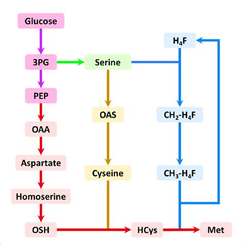 The Summary Biosynthetic Pathway Of Methionine In E Coli The Pink