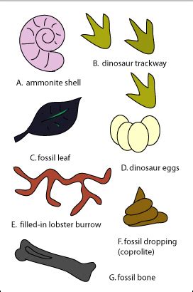 Body Fossils And Trace Fossils OpenLearn Open University