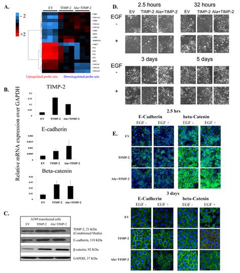 Oncotarget Timp 2 Modulates Cancer Cell Transcriptional Profile And