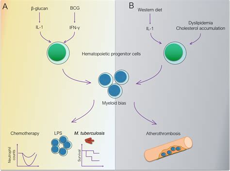 Trained Immunity And Cardiometabolic Disease The Role Of Bone Marrow Pmc
