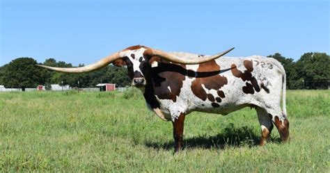 Longhorn Nutrition Facts You Should Know Facts Net