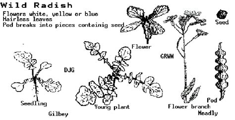 Radish Plant Diagram