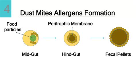 House Dust Mites Ppt