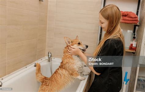 전문 숙련 된 미용사는 손질 절차 전에 재미있는 웨일스 어 Corgi Pembroke 개를 목욕탕에서 조심스럽게 씻으십시오
