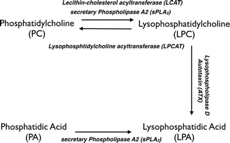 Metabolic Pathways For LPC LPC Can Be Produced By LCAT And SPLA Download Scientific Diagram