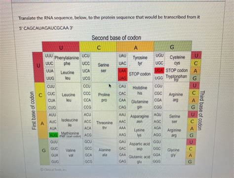solved phe translate the rna sequence below to the protein