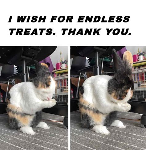 34 Funny Bunny Memes For Folks Excited To Celebrate A Hoppy Easter