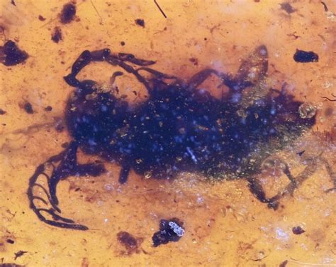 Rare Ripiphoridae Beetle W Strange Antenna Fossil Inclusion In