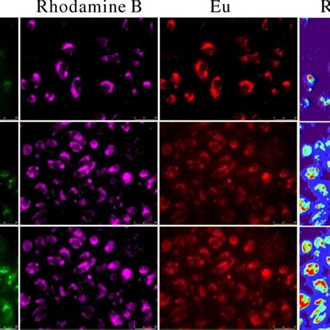 The Ph Response Of Dual Nanosensors In Hela Cells The Intracellular Ph