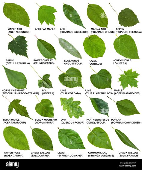 Green Leaves Of Trees And Shrubs With Names Isolated On White