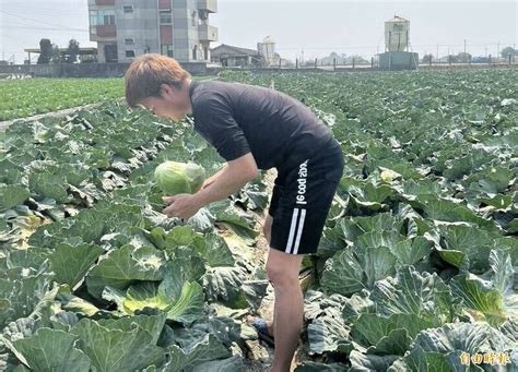 新聞 一顆10元！雲林青農開放高麗菜自採 19日截止 Gossiping板 Disp Bbs
