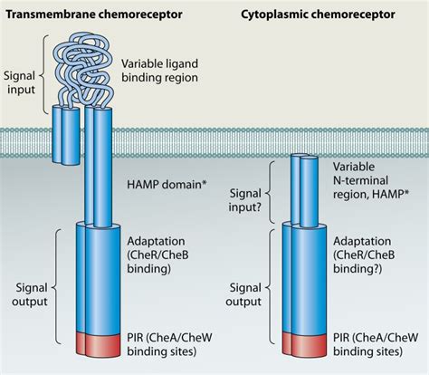 Internal Sense Of Direction Sensing And Signaling From Cytoplasmic