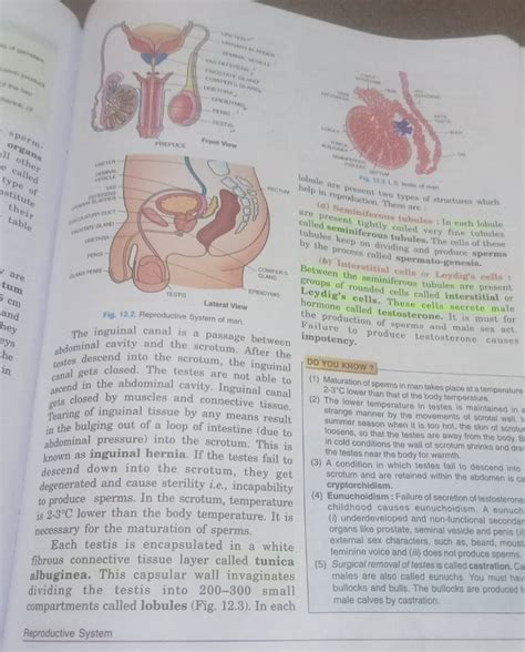 Eunuch Reproductive System