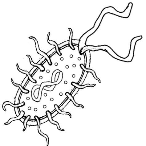 Imagen De Bacteria Para Colorear Imagui
