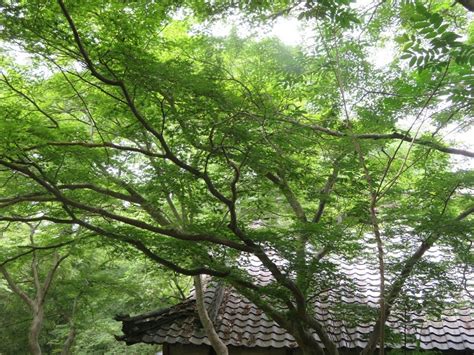 寺の花ものがたり273 東明寺奈良県大和郡山市青紅葉夏椿6月上旬7月初め文化歴史マチゴト 豊中 池田