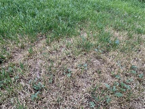 Can Anyone Tell Me Why My Grass Looks Like This Are There 2 Different