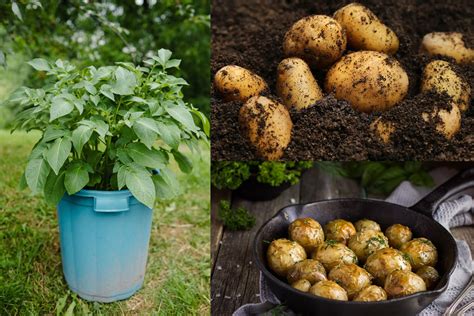 How To Grow Potatoes In Containers Simple Living Country Gal