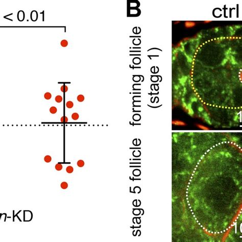 Mtdna Replication Is Indispensable For Selective Inheritance A And B