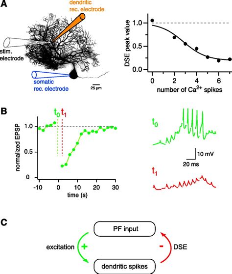 Dendritic Excitability And Synaptic Plasticity Physiological Reviews