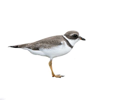 Plover Definition And Meaning Collins English Dictionary
