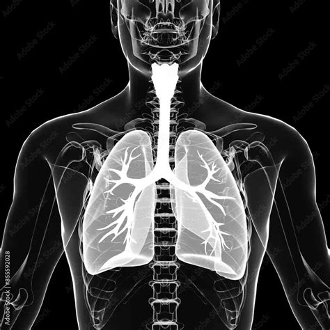 This Video Showcases A 3D Model Of The Human Lungs Providing A Detailed Visualization Of Their