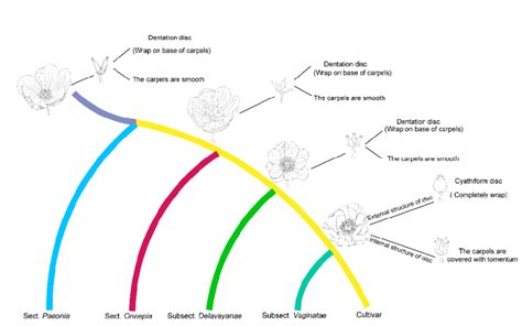 Evolutionary Histories Of Flower Types In Paeoniaceae The Evolutionary