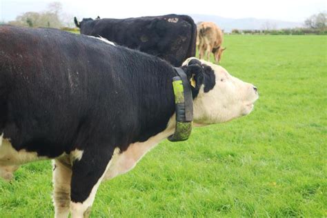 Top Five Heat Detection Aids For Beef Cattle Premium