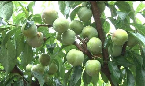 小小脆紅李 鋪就致富路 每日頭條