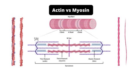 Differences Between Actin And Myosin Actin Vs Myosin Biology Notes Online