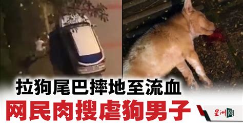 视频 拉狗尾巴摔地至流血 网民肉搜虐狗男子 国内 全国综合