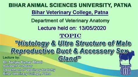 Histology And Ultra Structure Of Male Reproductive Duct And Accessory Sex