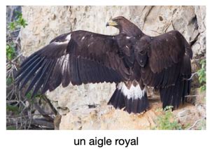 Sciences les becs des oiseaux Cm Cm UPE A Bénézet